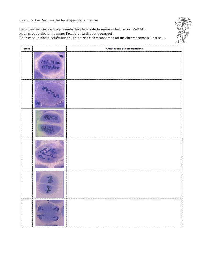 Exercice Méiose | PDF