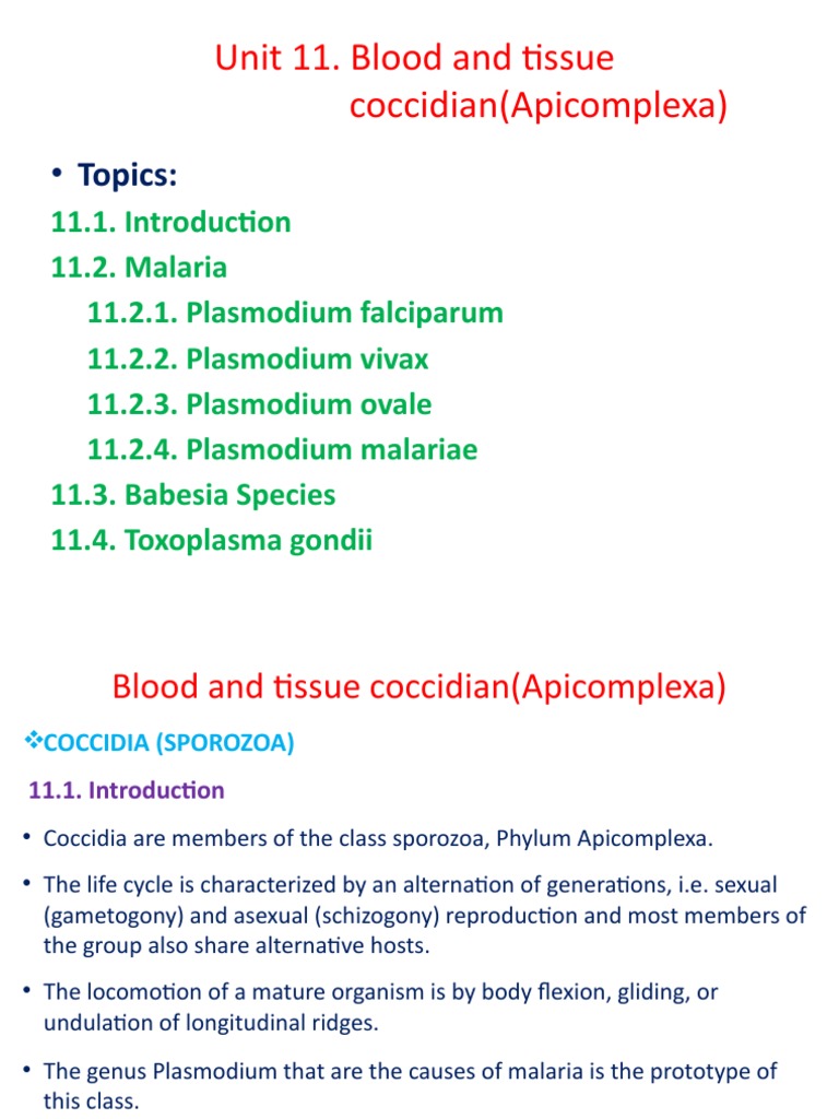 Blood and Tissue Coccidian Overview | PDF | Plasmodium | Plasmodium ...