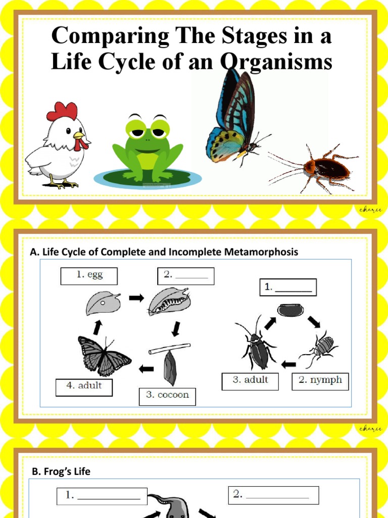 Comparing The Stages in A Life Cycle of | PDF | Pupa | Insects
