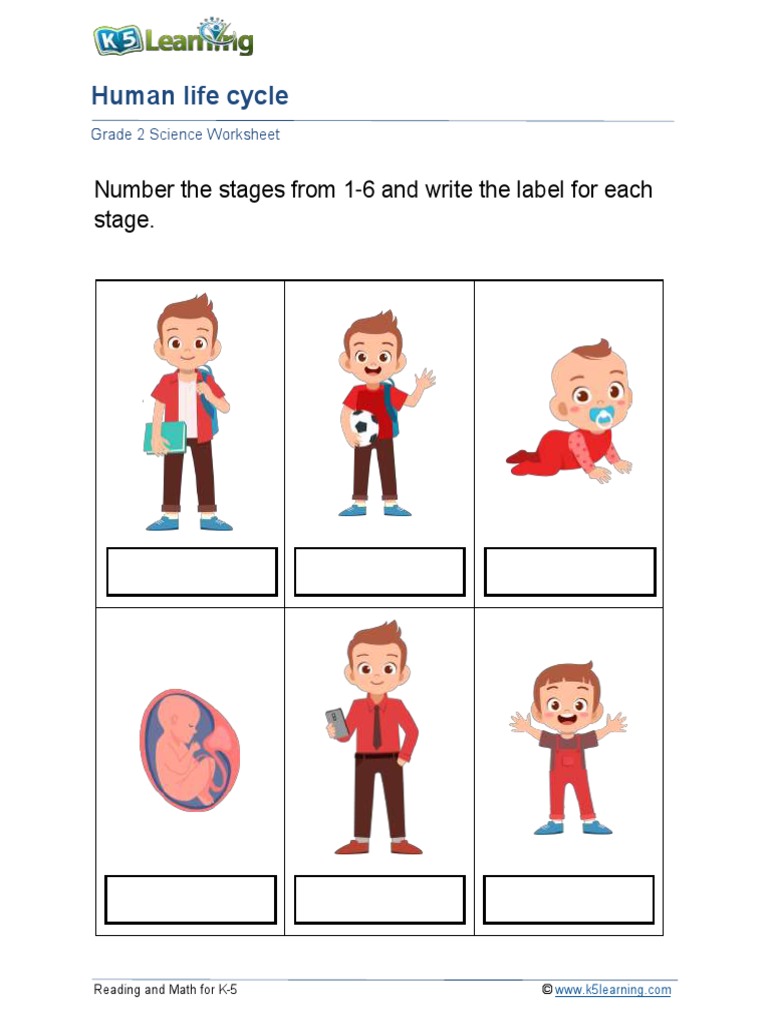 Grade 2 Human Life Cycle B | PDF