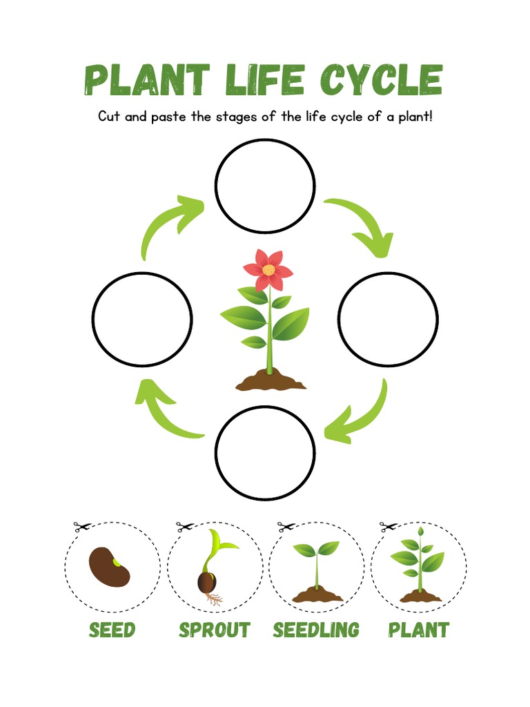 Life Cycle of A Plant Cut and Paste Worksheet | PDF
