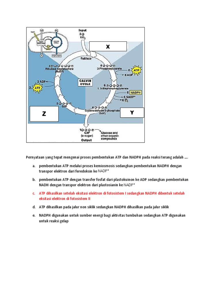 Pernyataan Yang Tepat Mengenai Proses Pembentukan ATP Dan NADPH Pada ...