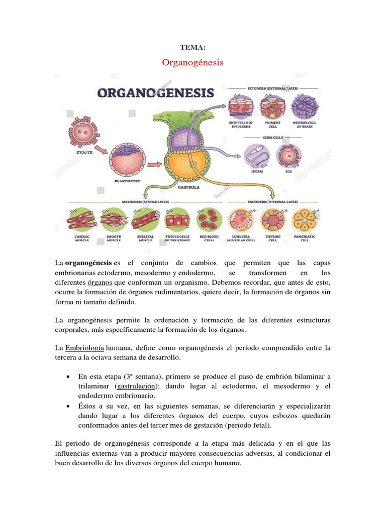 ORGANOGÉNESIS | PDF