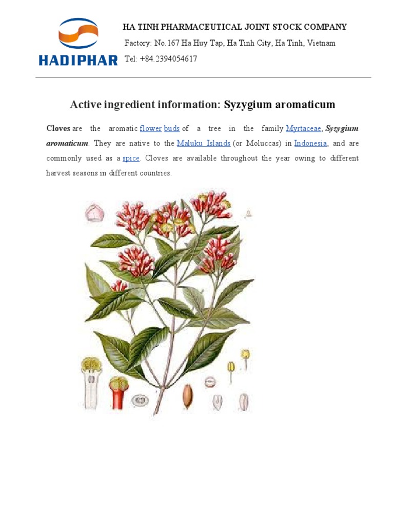Info Syzygium Aromaticum | PDF | Clove | Herbs And Spices