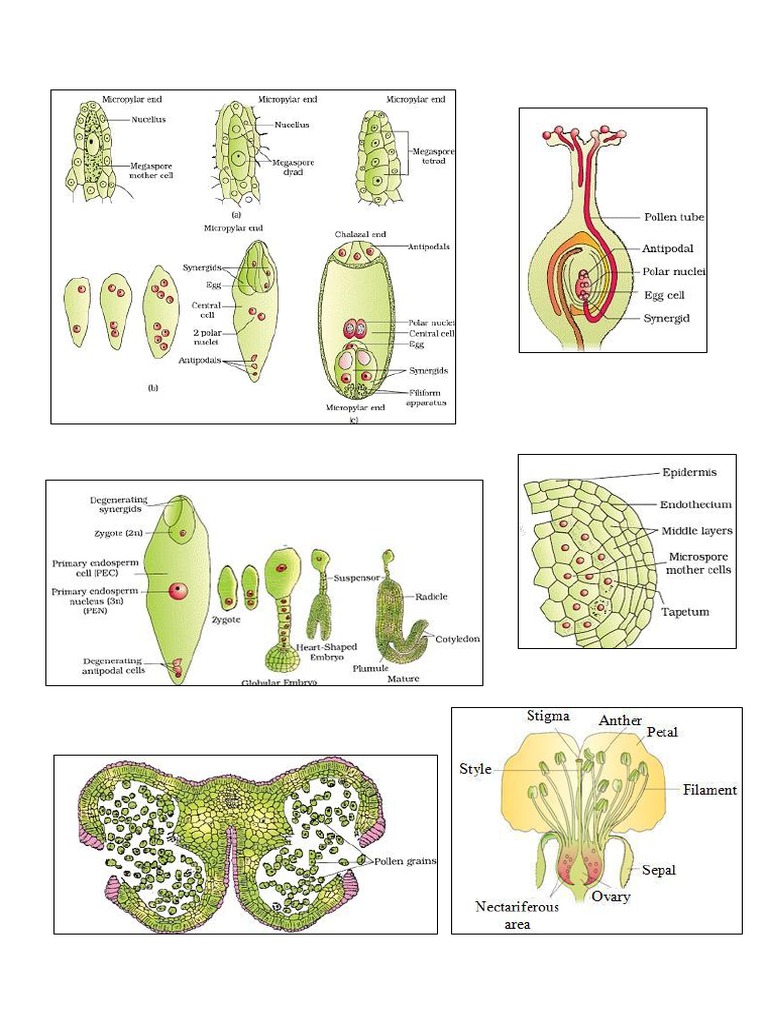 Diagrams Sexual Reproduction In Flowering Plants Pdf 