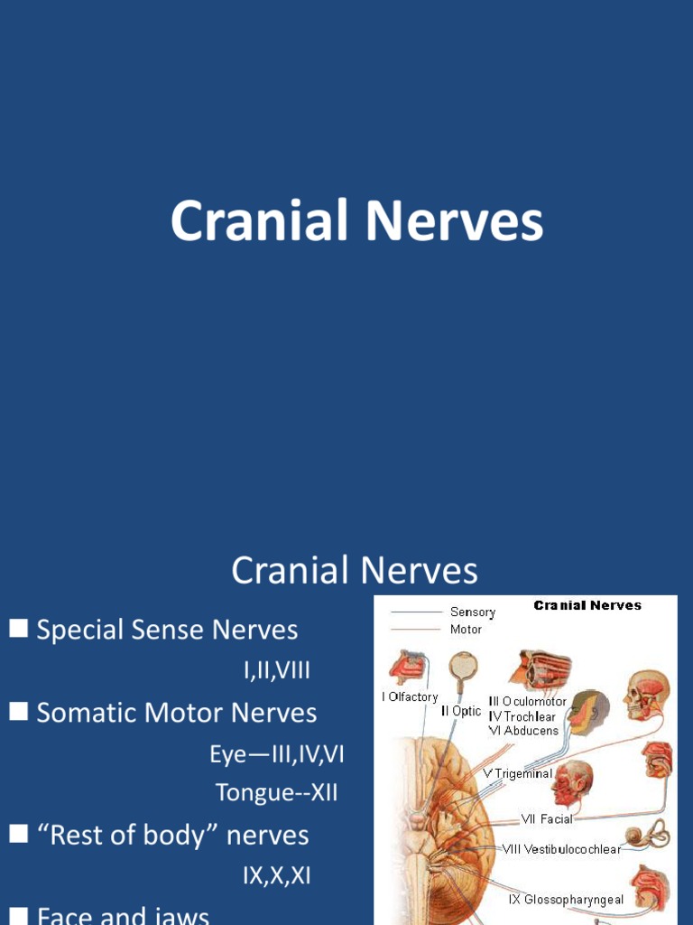 Cranial Nerves | PDF | Nervous System | Anatomy