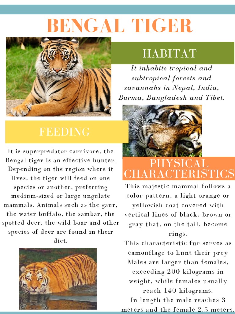 Bengal Tiger ( | Download Free PDF | Tiger | Mammals