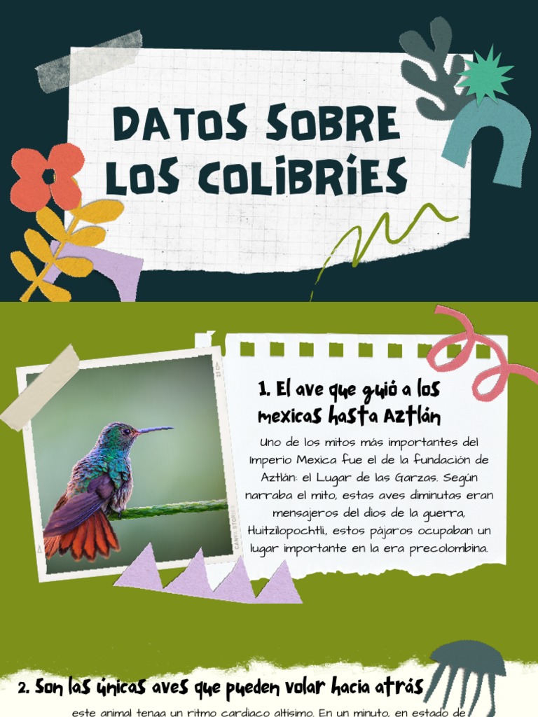 Datos Sobre Los Colibríes | PDF | Aves | Organismos