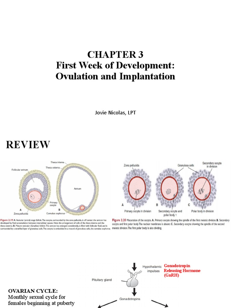 Ovulation and Fertilization Process Explained | PDF | Luteinizing ...