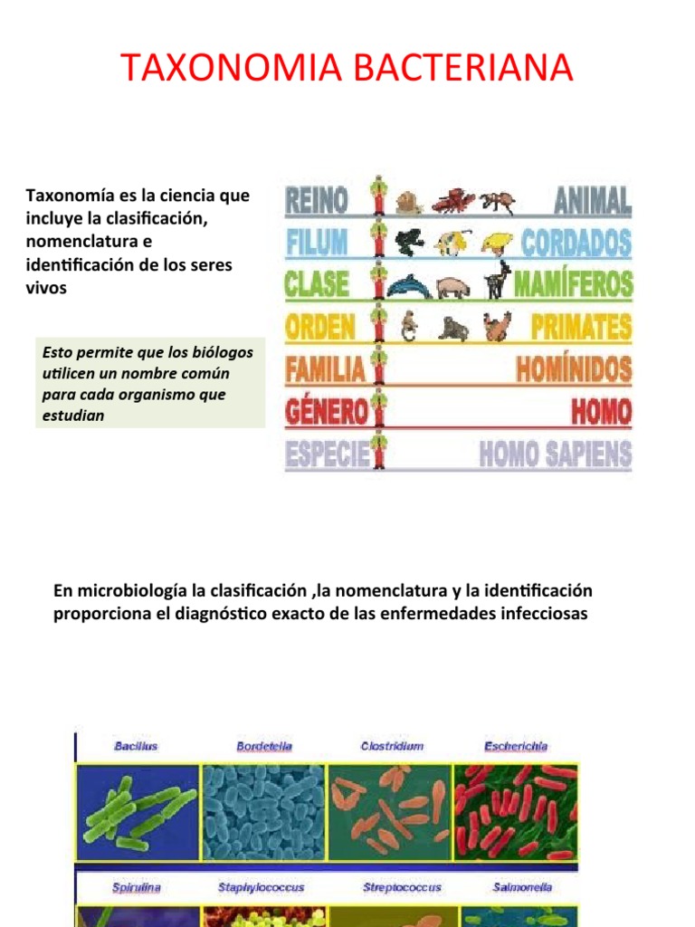 Taxonomía Bacteriana Esencial | PDF | Taxonomía (biología) | Las bacterias