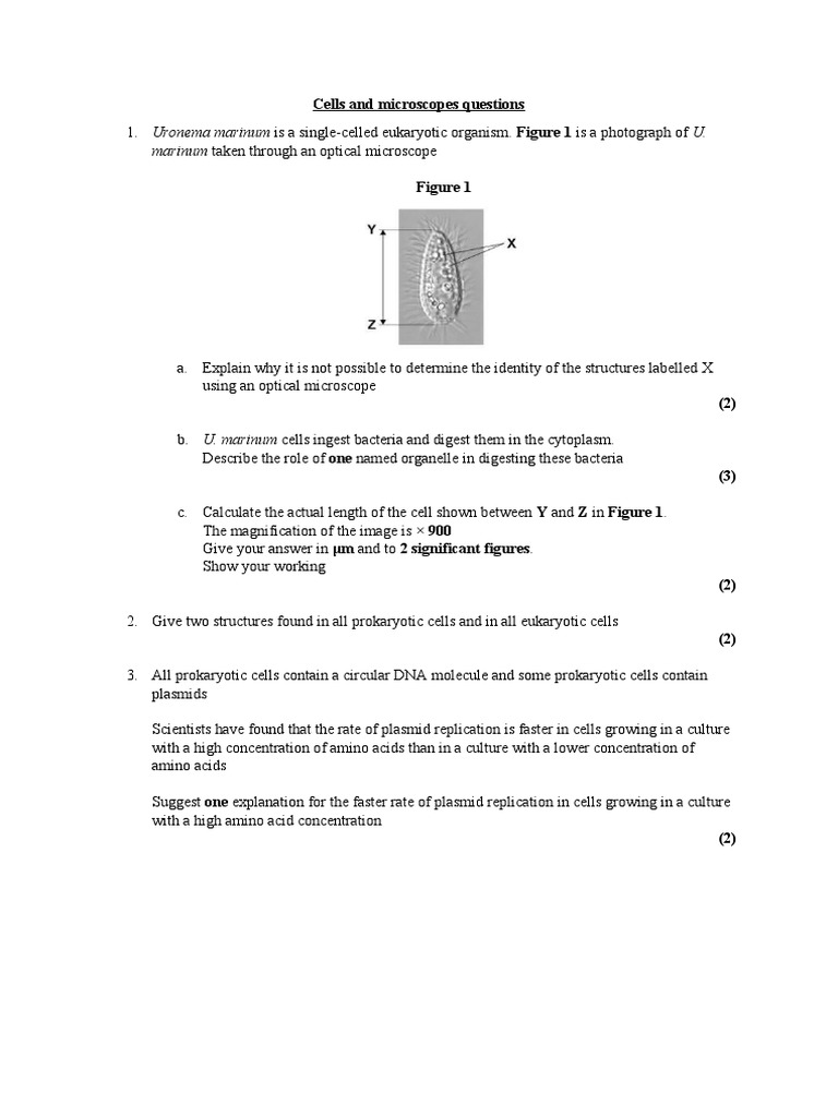 Cells and Microscopes PRACTICE | PDF | Cell (Biology) | Mitochondrion