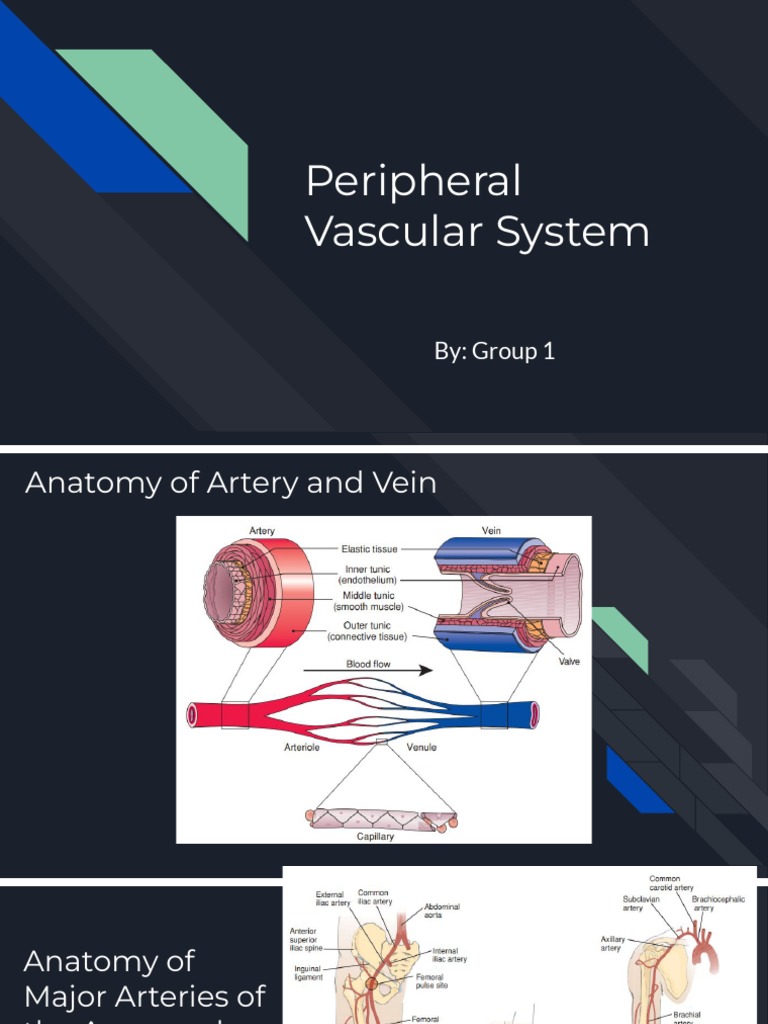 Peripheral Vascular System | PDF | Edema | Pulse
