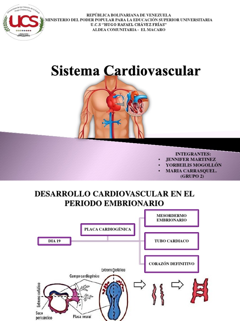 Sistema Circulatorio-2 | PDF