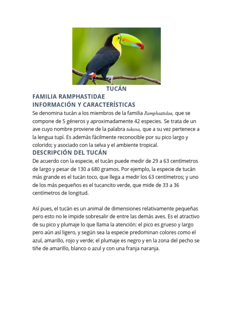 Características del Tucán y su Tamaño | PDF