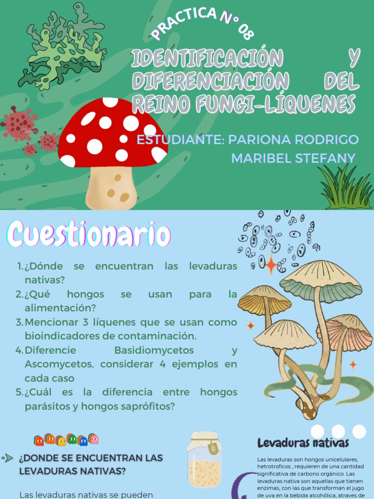 Practica N°8 Reino Fungi | PDF | Hongo | Levadura