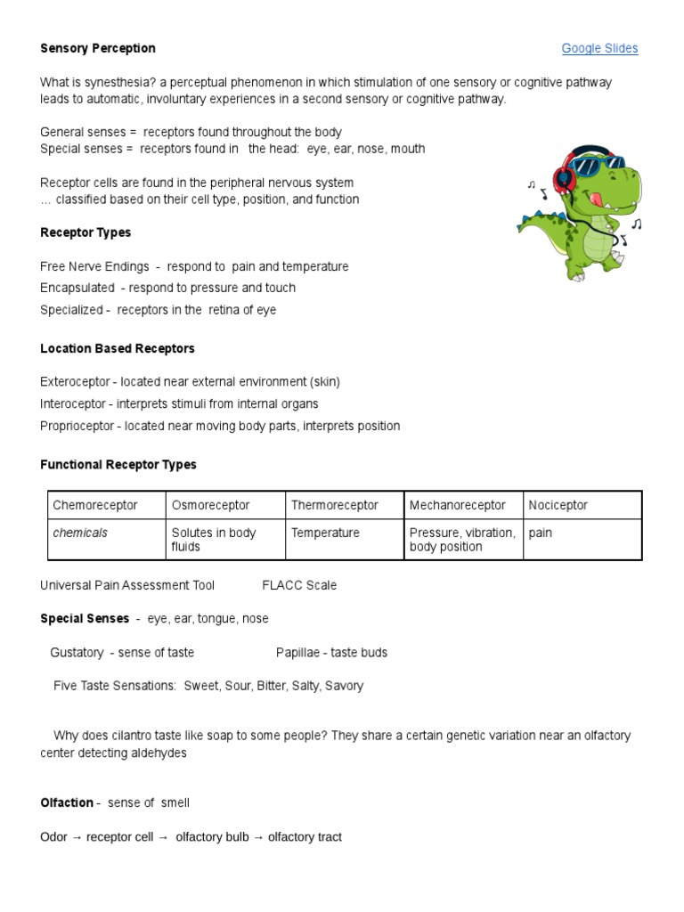CH 14 Sensory Perception (Notes) | PDF | Senses | Ear