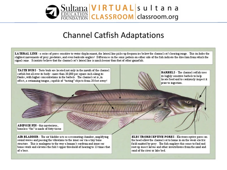 Channel Catfish Facts | PDF | Fish | Zoology
