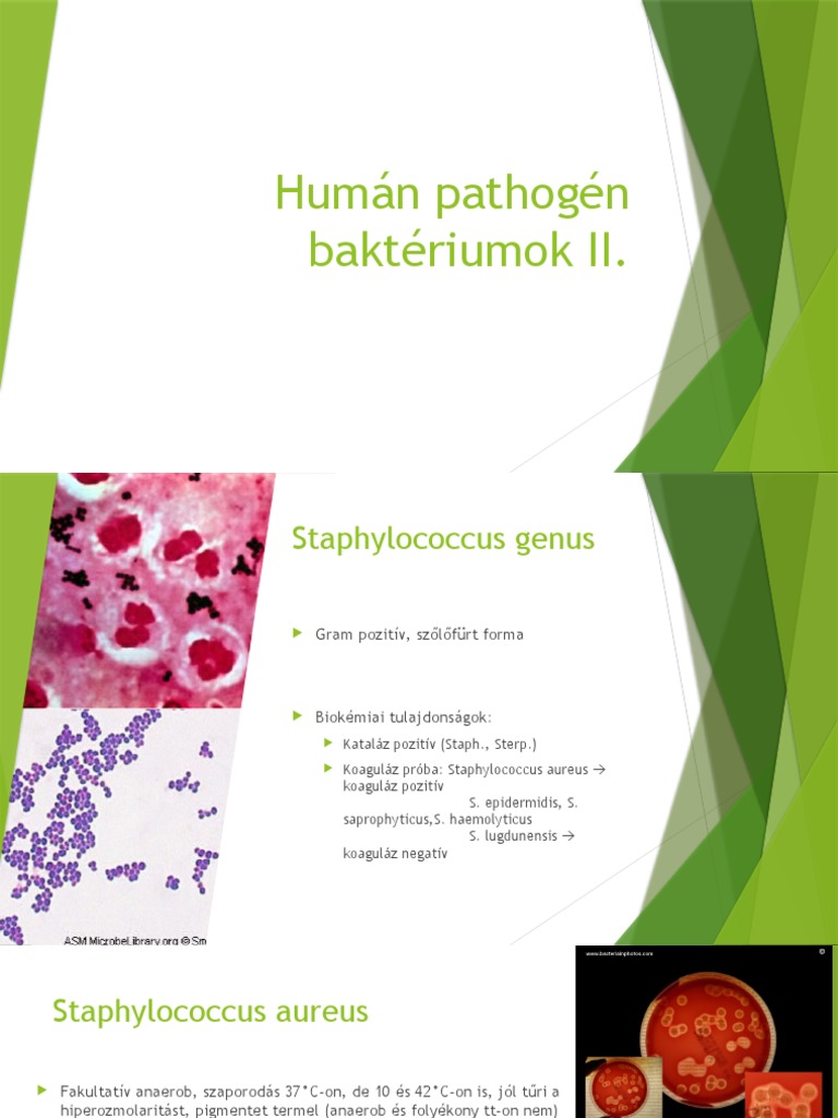 Humán Pathogén Baktériumok II | PDF
