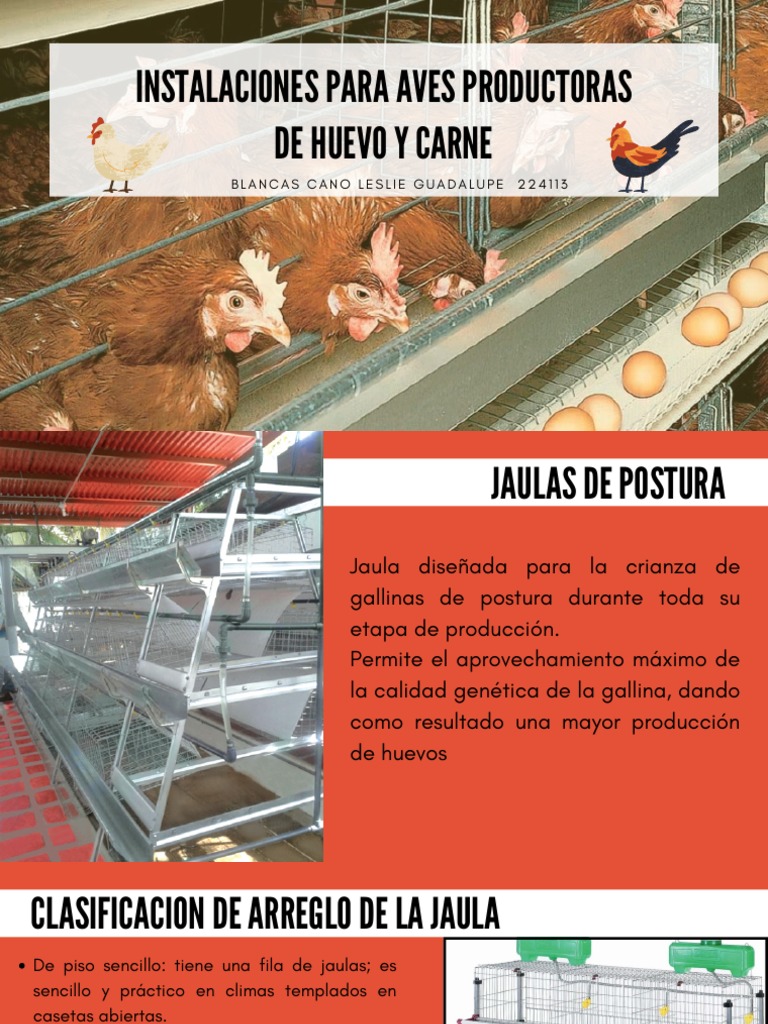Instalaciones para Aves Productoras de Huevo y Carne | PDF | Aves | Pollo