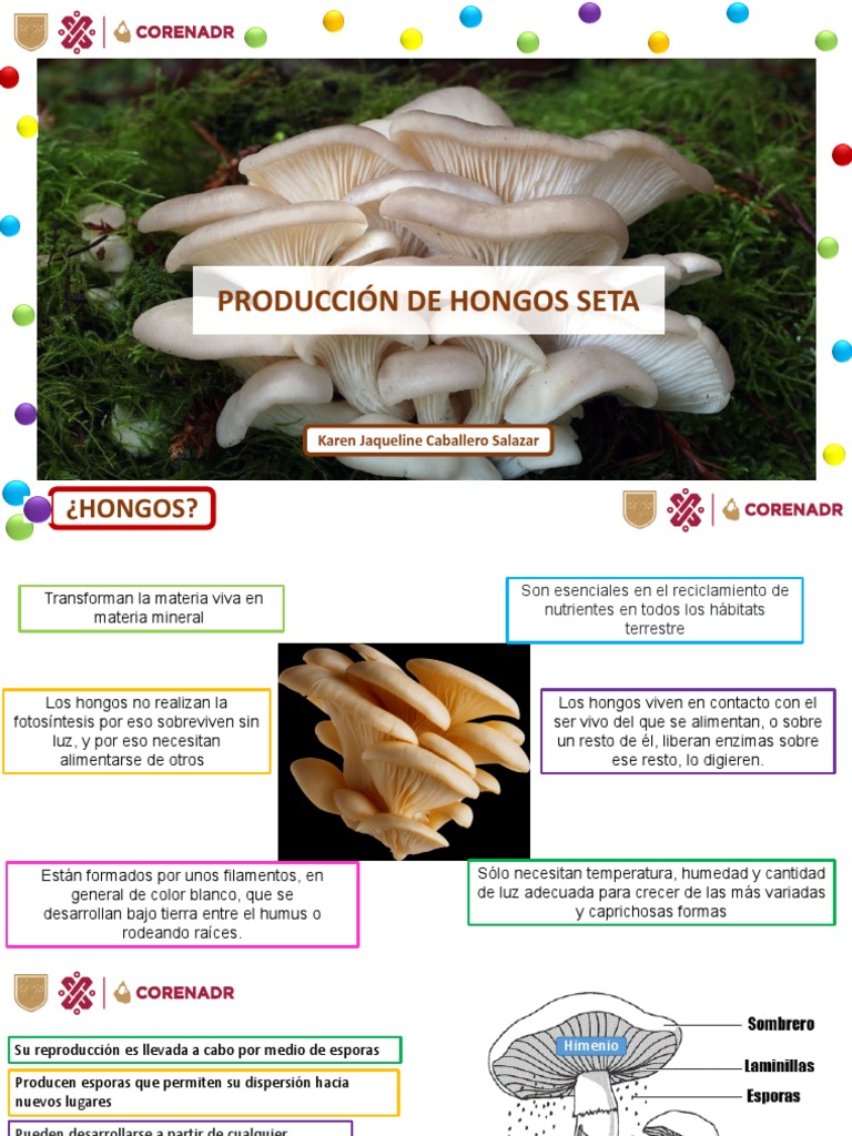 PDF Hongos Seta | PDF | Hongo | Plantas
