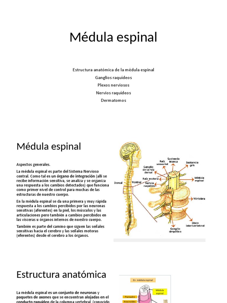 02 Médula Espinal | PDF | Médula espinal | Materia gris
