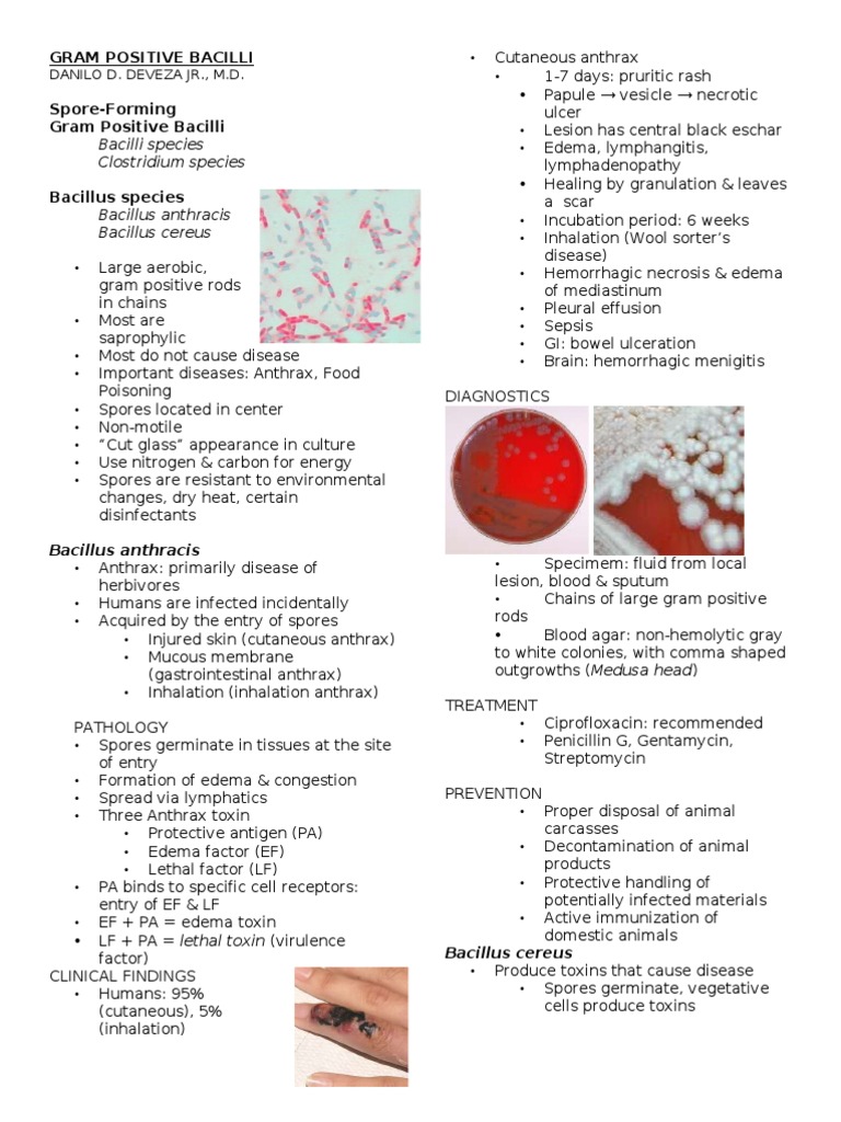 Gram Positive Bacilli | PDF | Anthrax | Bacteria