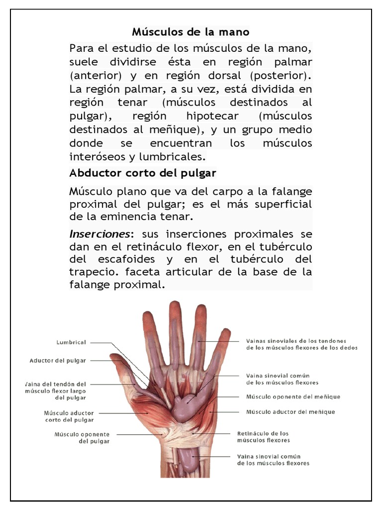 Músculos de La Mano | PDF