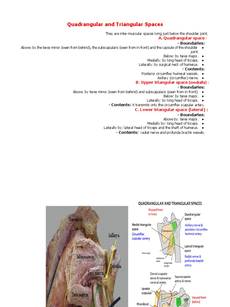03 Quadrangular and Triangular Spaces | PDF | Shoulder | Limbs (Anatomy)