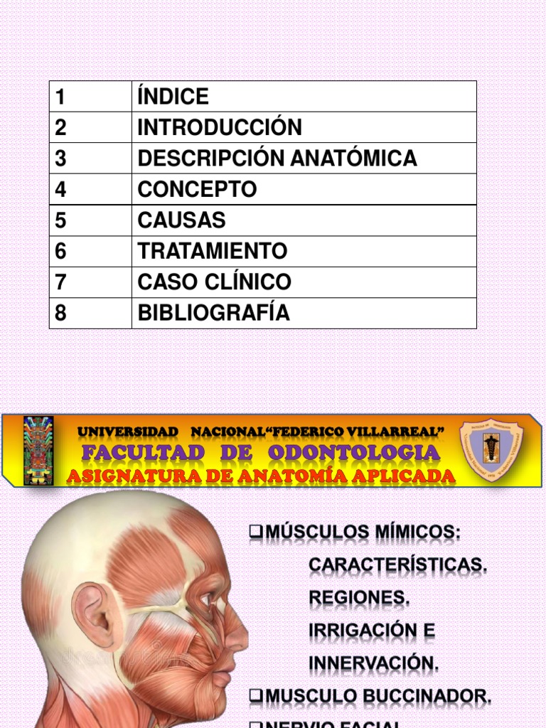 Musculos Mimicos - Nervio Facial | PDF | Cara | Sistema musculoesquelético