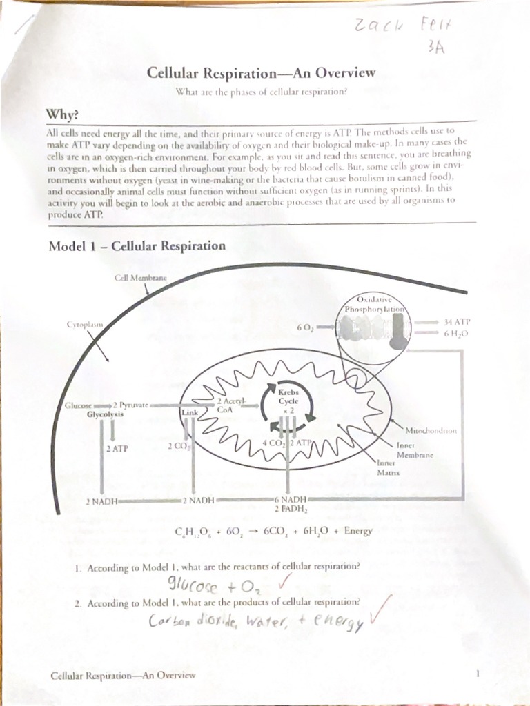 Cellular Respiration - An Overview POGIL | PDF Cellular Respiration - An Overview POGIL | PDF