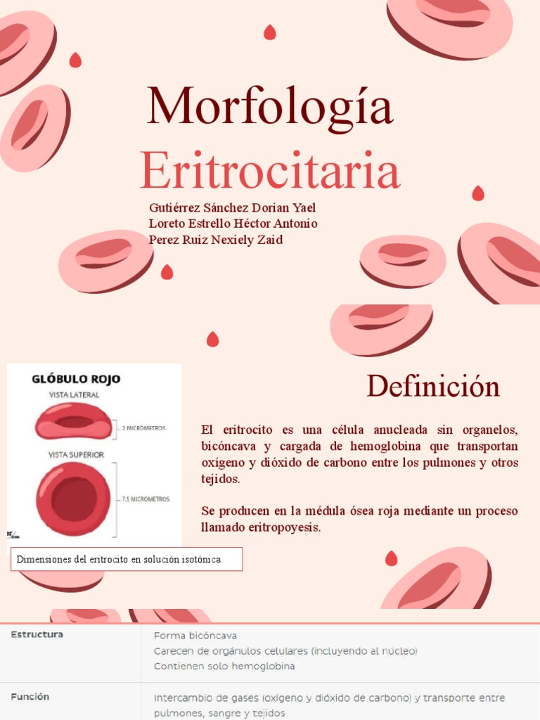 Morfologia de Eritrocitos | PDF | Glóbulo rojo | Hemoglobina