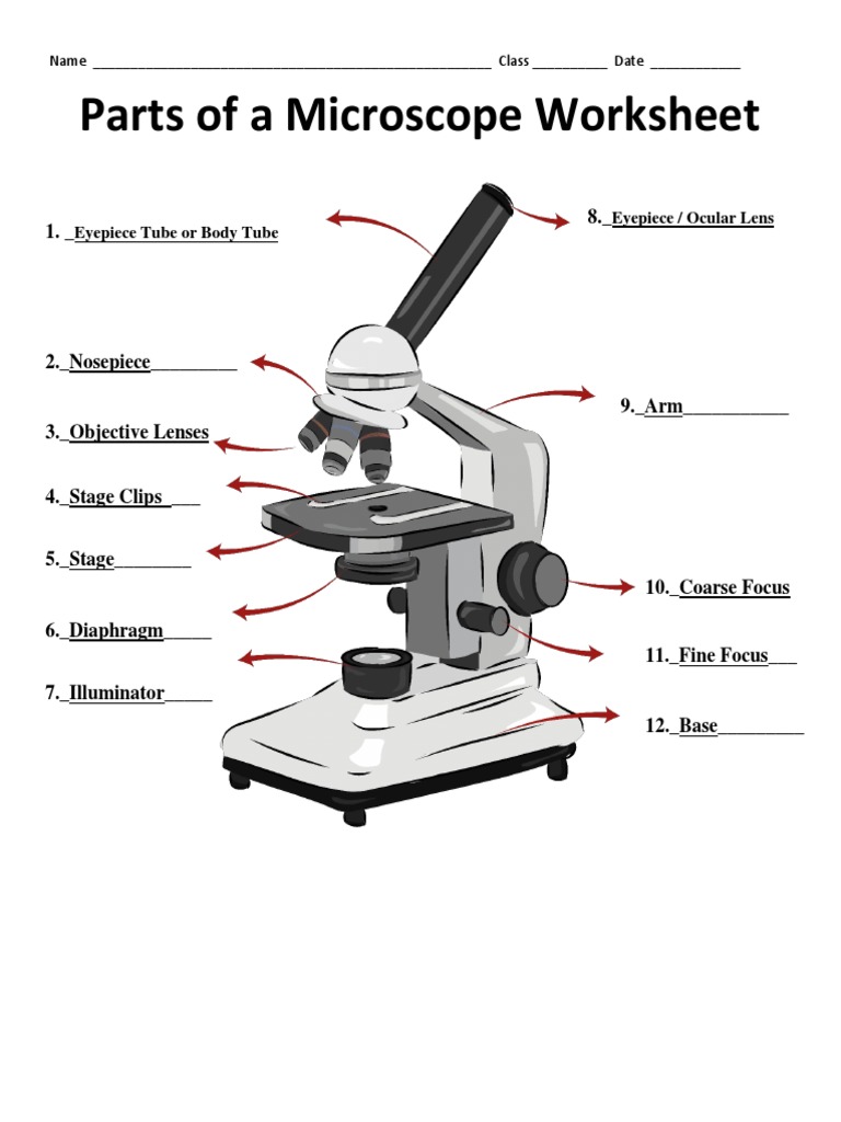 Parts-of-a-Microscope-worksheet ANS | PDF | Optics | Natural Philosophy