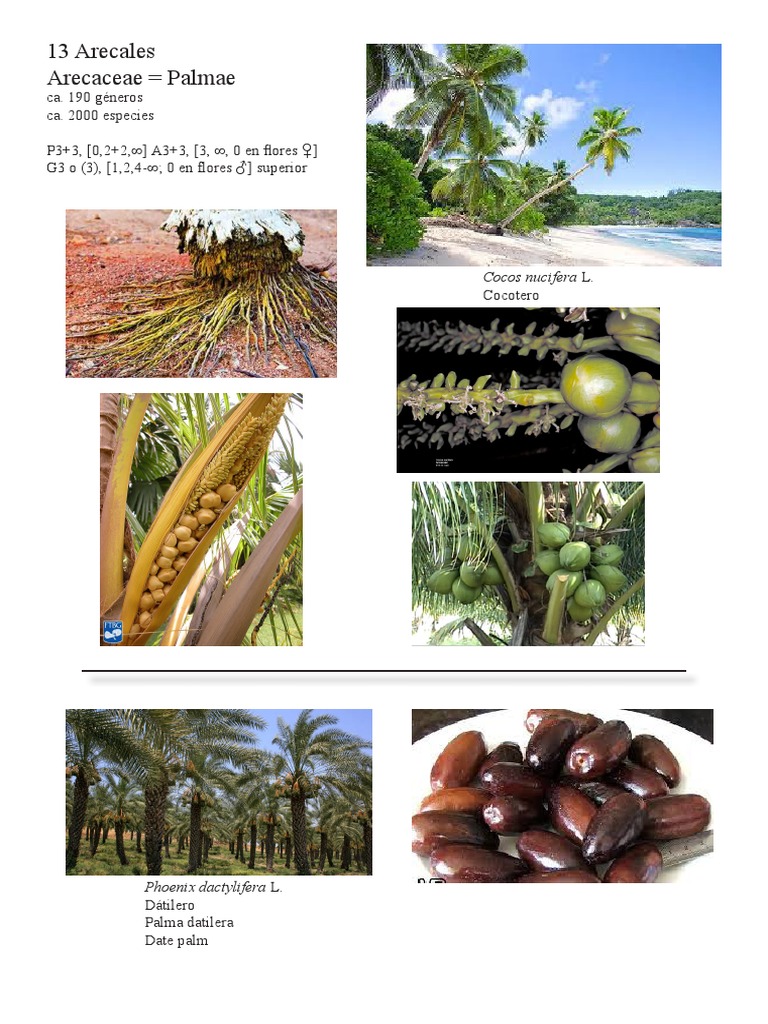 Plantas con importancia económica y cultural | PDF | Arecaceae | Agricultura