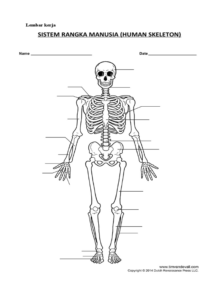 Lembar Kerja Rangka Manusia | PDF
