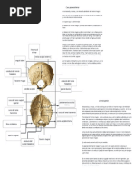 Cisternas de LCR | PDF | Cerebelo | Anatomía humana