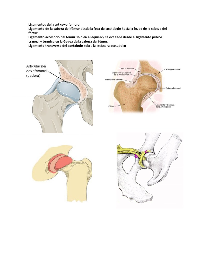 Copia de Coxo Femoral | PDF