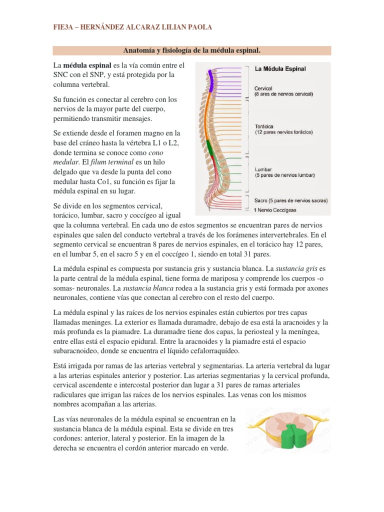 Anatomía y Fisiología de La Médula Espinal | PDF | Médula espinal | Neuroanatomía