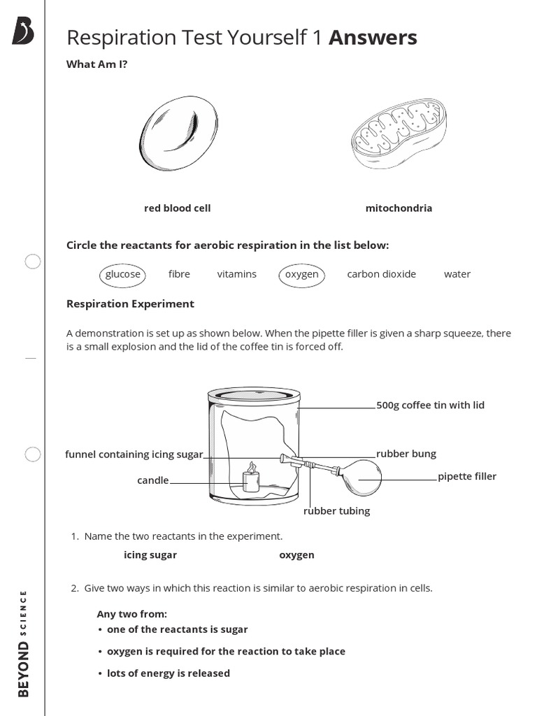 Respiration Test Yourself 1 Answers | PDF