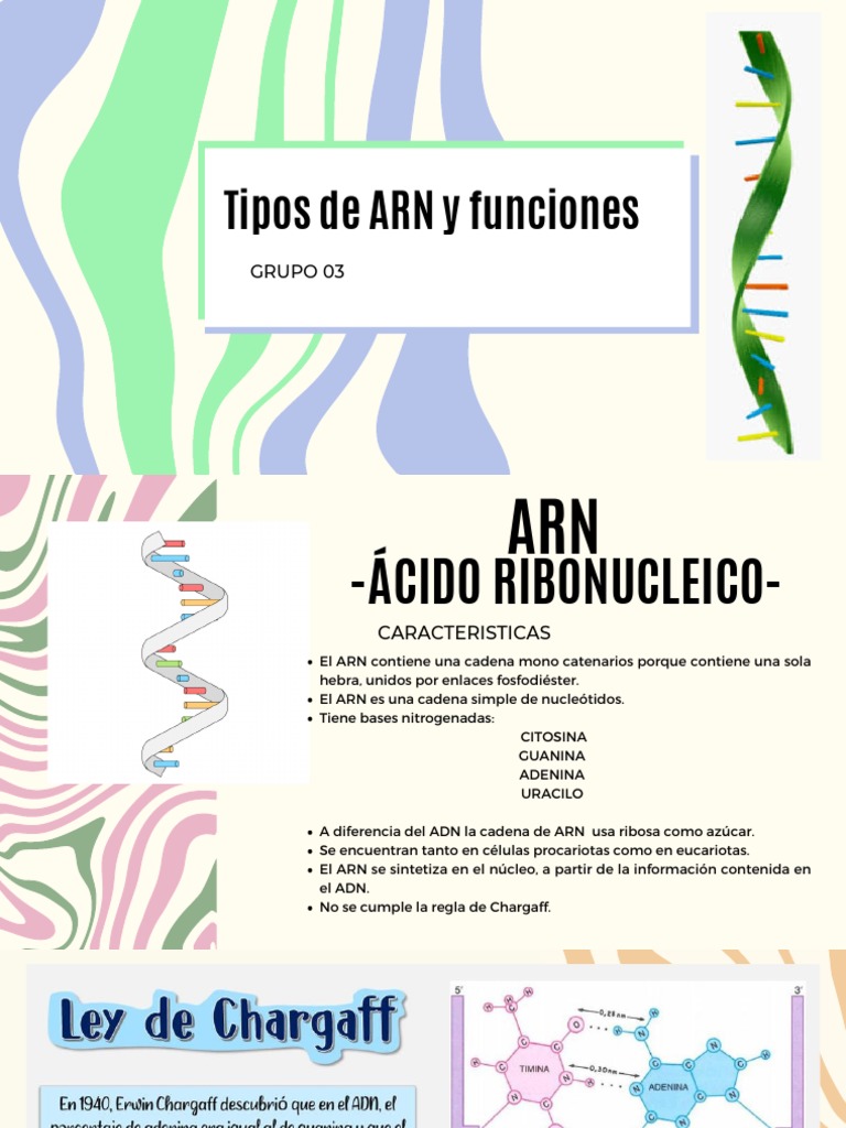 Guía de Tipos y Funciones del ARN | PDF | Rna | Messenger Rna