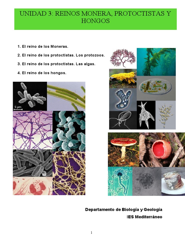 Tema 3. Reinos Monera, Protoctistas y Hongos | PDF | Algas | Hongo