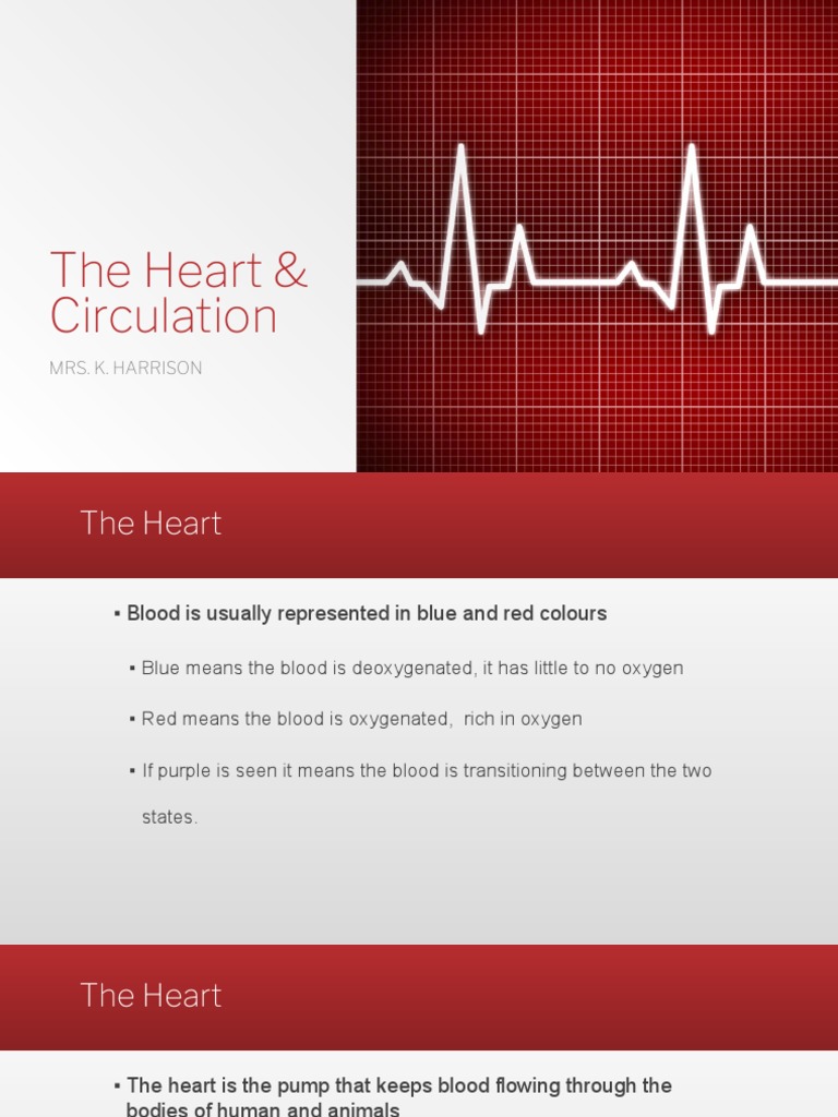 CSEC The Heart & Circulation | PDF | Heart Valve | Atrium (Heart)