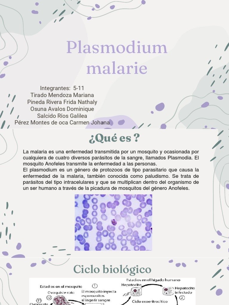 Plasmodium Malarie 5-11 PDF of | PDF | Malaria | Especialidades Medicas