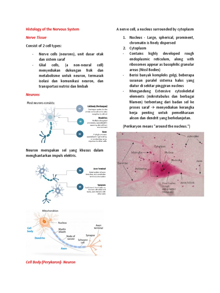 Histology of The Nervous System | PDF Histology of The Nervous System | PDF