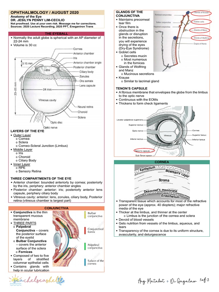 Anatomy of The Eye - Dr. Lim-Cecilio (2022) | PDF | Cornea | Human Eye