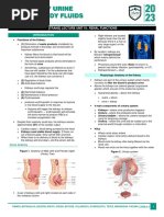 CROSS SECTIONAL ANATOMY OF THE KIDNEYS (Autosaved) | PDF | Kidney | Anatomy