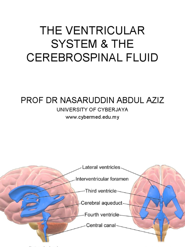The Ventricular System The Cerebrospinal Fluid Physiotherapy Pdf