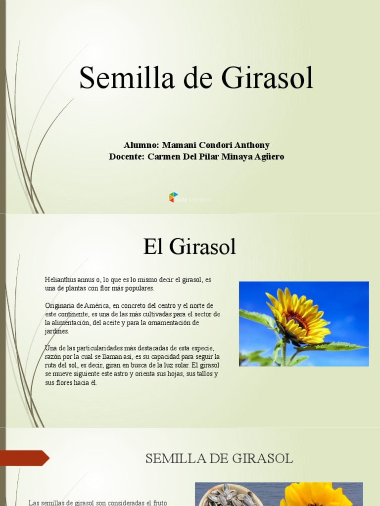 Semilla de Girasol | PDF | Salud y bienestar