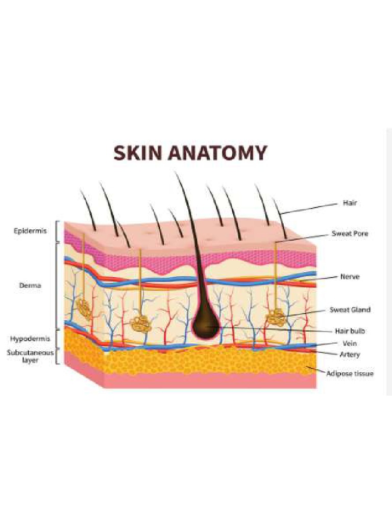 Skin Anatomy | PDF