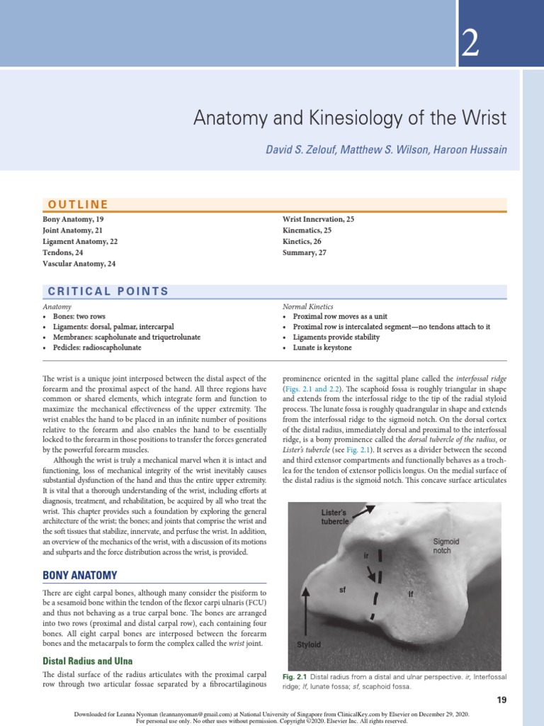 2 - Anatomy and Kinesiology of The Wrist | PDF | Hand | Musculoskeletal ...