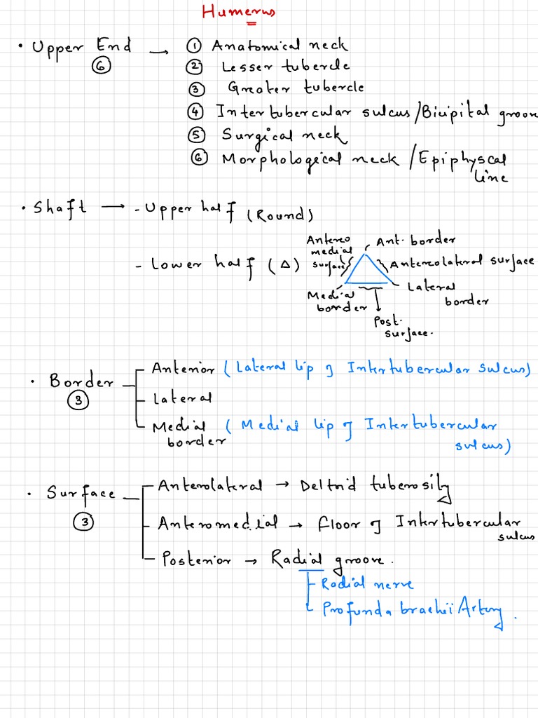 Humerus (Bone and Attachments) Flow Chart | PDF | Skeletal System ...